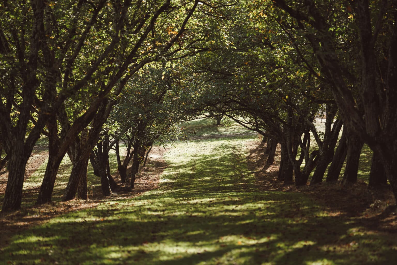 Les Noyeraies du landers-200 - Moulin de la Veyssière